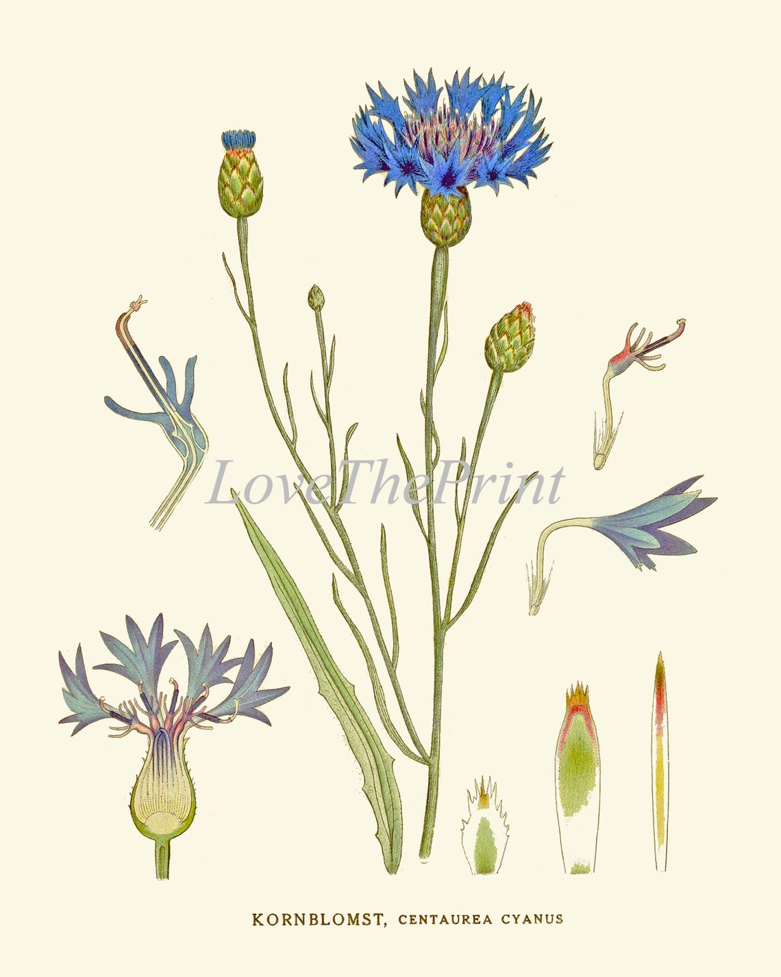 Blue Flowers Botanical Print Wall Art Set of 4 Prints | Etsy