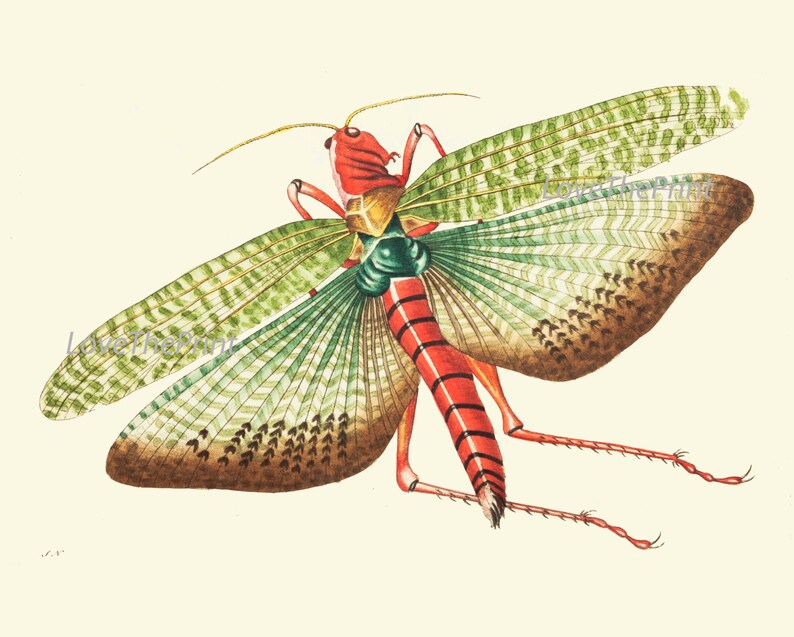 Insect Art Print 233 Beautiful Antique Locust Large Vintage - Etsy