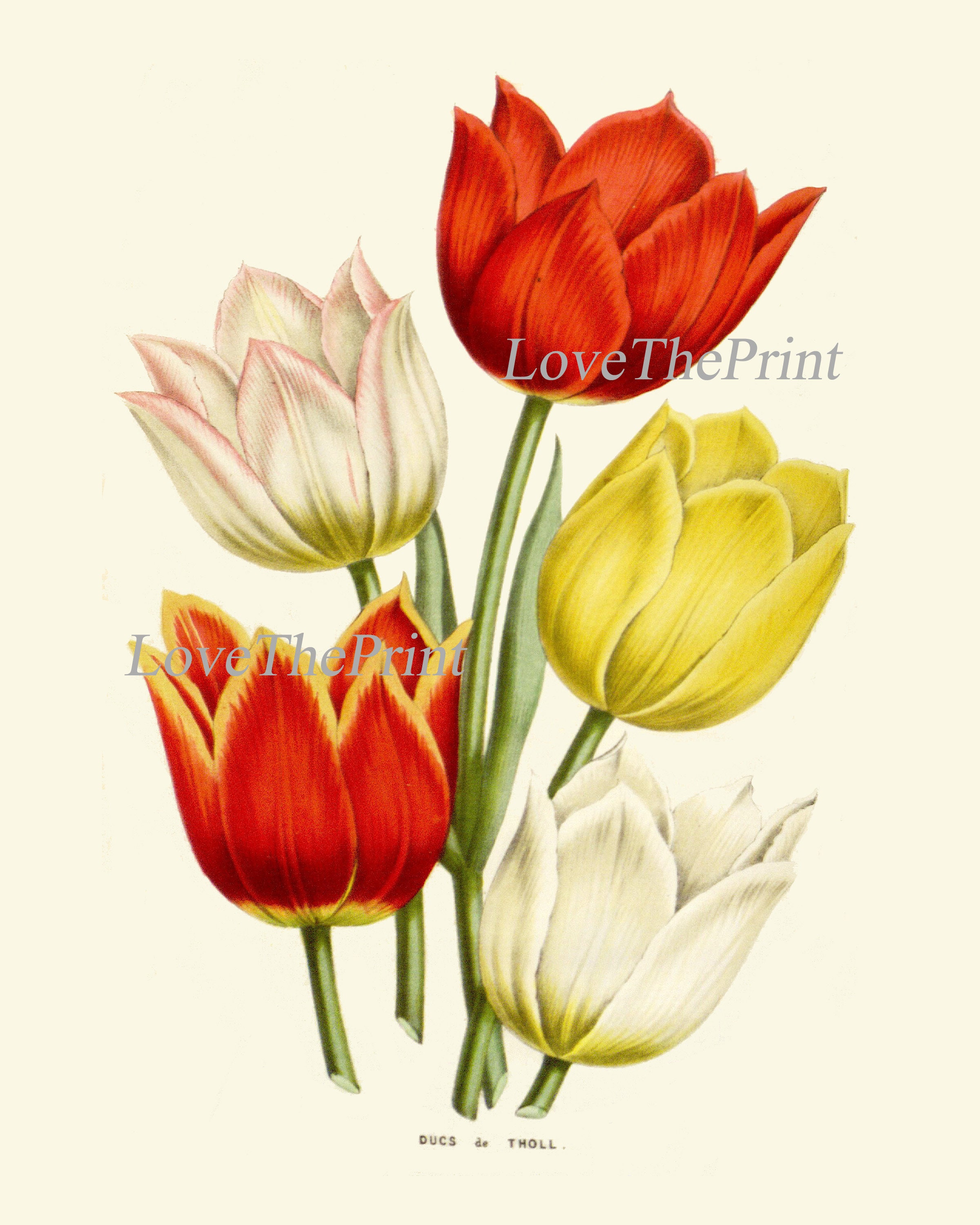 Tulip Flowers Wall Art Print Set of 4 Antique Watercolor - Etsy