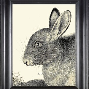 Bunny Rabbit Print 14 Wall Art Beautiful Antique Animal Illustration ...