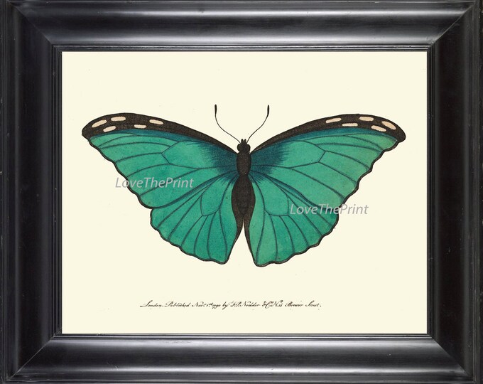 Antique Butterfly Print 136 Beautiful Wall Art Large Aqua - Etsy