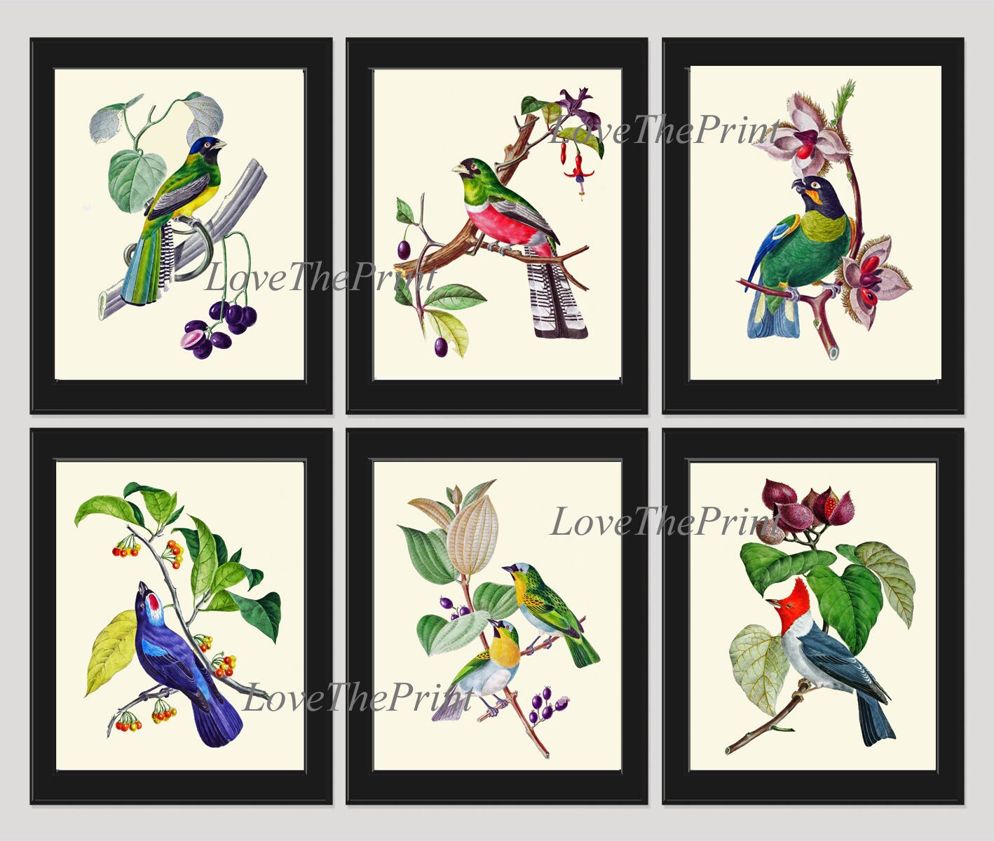 Bird Print Set of 6 Prints Beautiful Antique Vintage Blue Red | Etsy