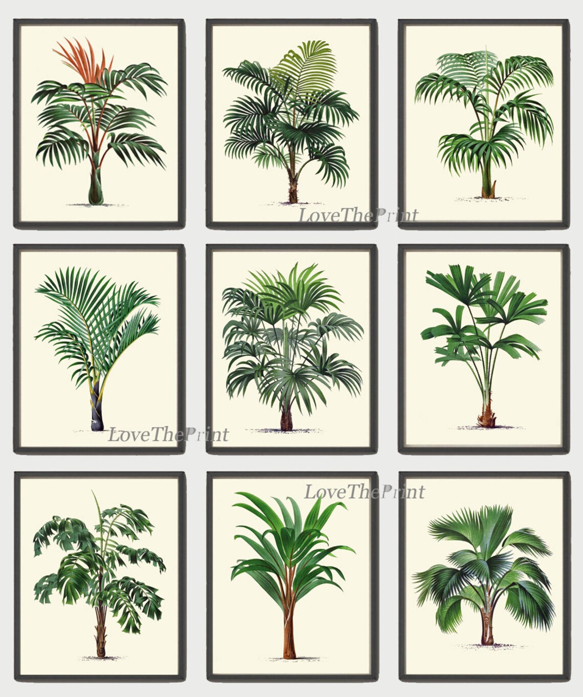 Palm Tree Botanical Art Print Set of 9 Beautiful Antique Green - Etsy