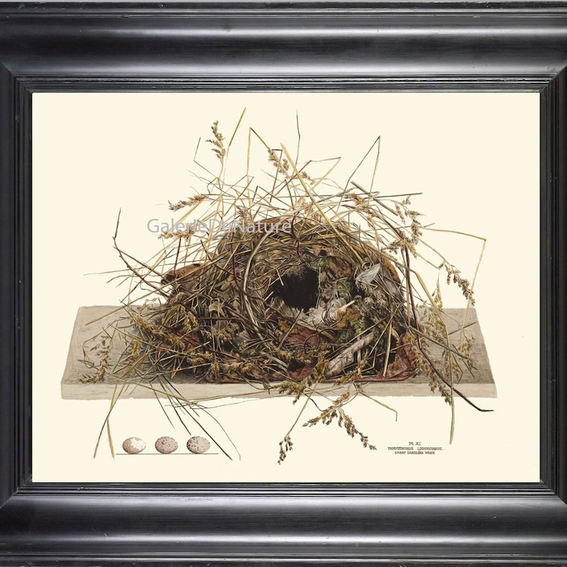 Bird Nest Art - Etsy