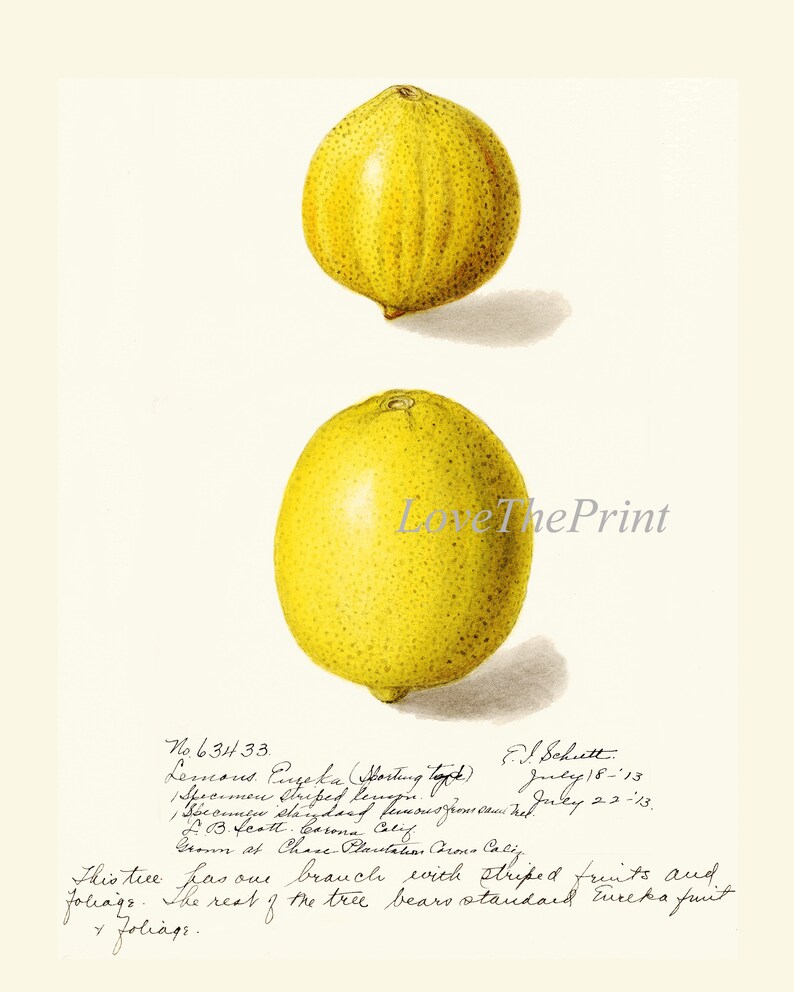 Lemons Print Set of 6 Prints Wall Art Beautiful Antique Citrus Fruit ...