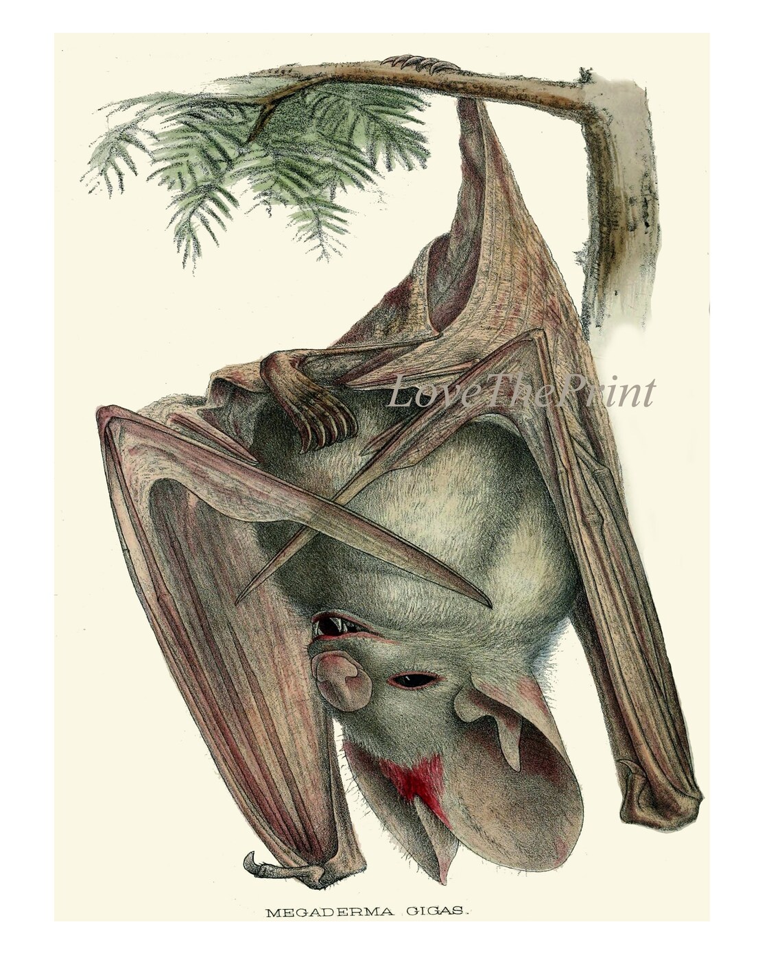 Bat Print Wall Art Antique Illustration Poster Picture Drawing Zoology ...