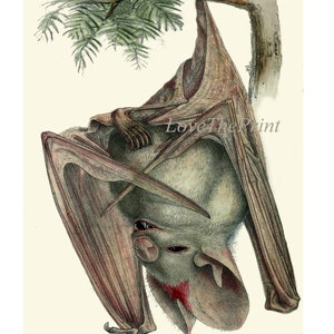 Bat Print Wall Art Antique Illustration Poster Picture Drawing Zoology ...