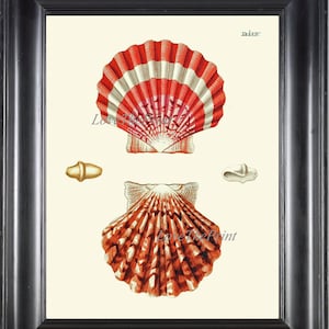 Red Seashell Print Bathroom Wall Art KG14 Beautiful Antique ...