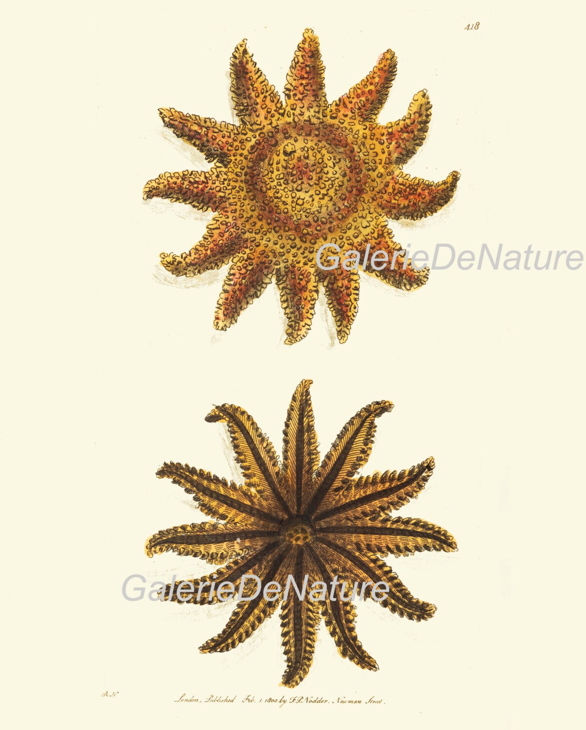 Sea Star Print Art NS5 4x6 5x7 8x10 11x14 Beautiful Sea Star Fish Ocean ...