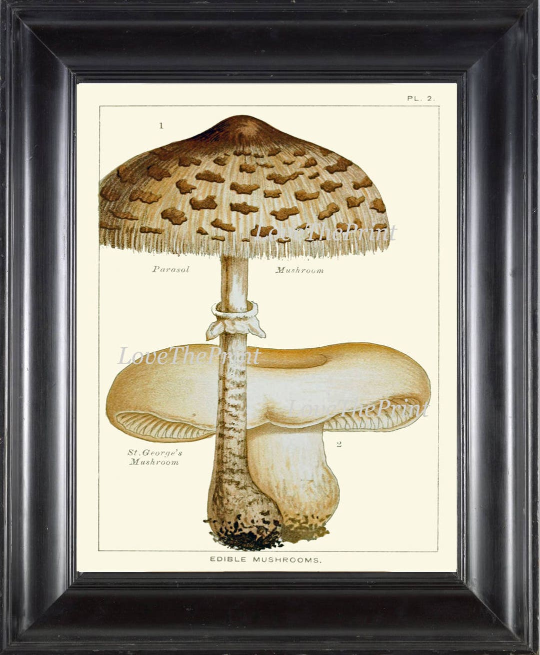 Mushroom Art Print 2 Beautiful Antique Mushrooms Spring Summer Forest ...
