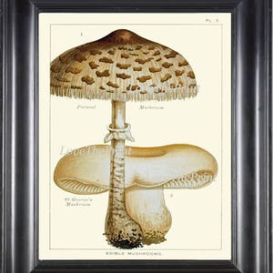 Mushroom Art Print 2 Beautiful Antique Mushrooms Spring Summer Forest ...