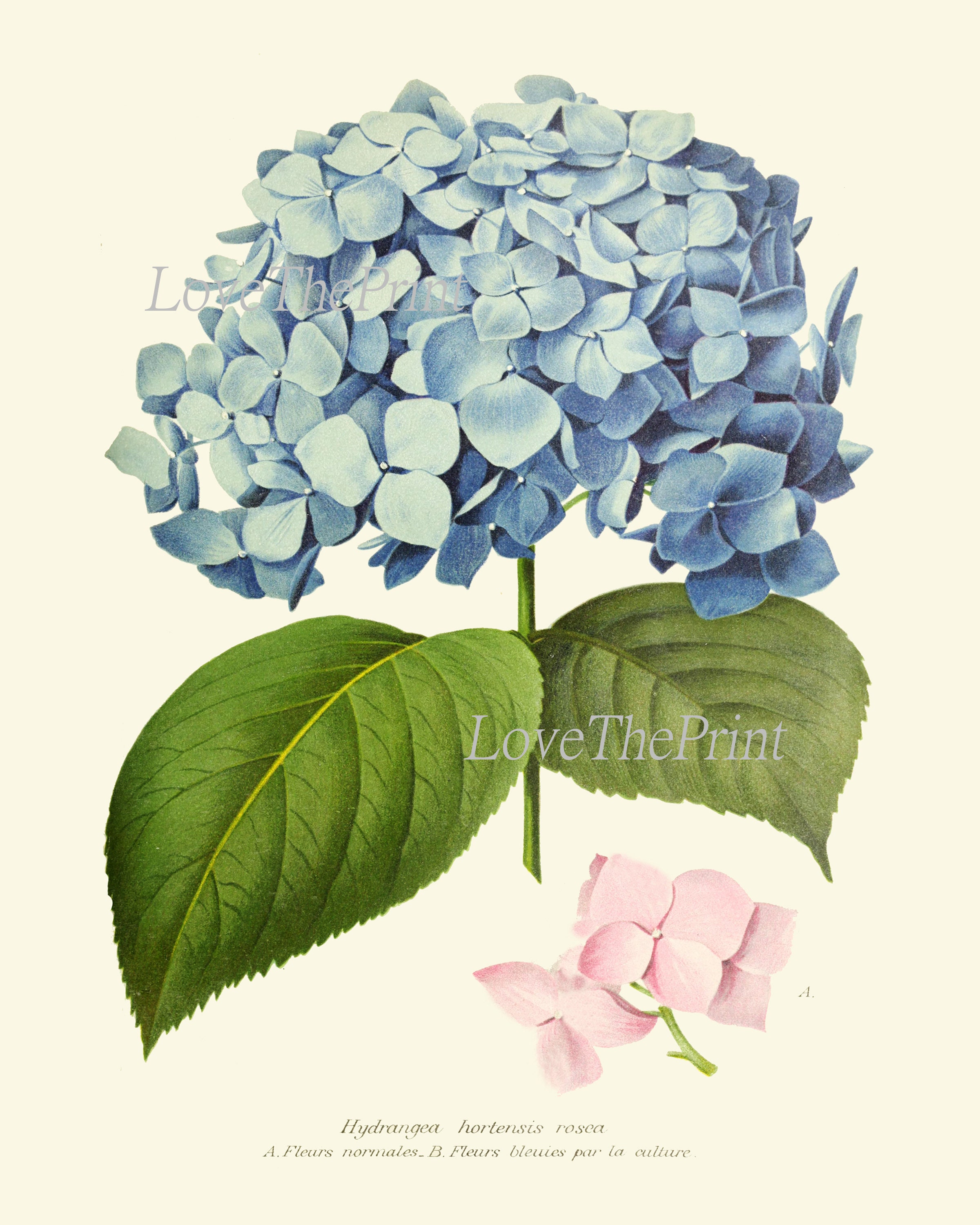 Hydrangea Botanical Print Set of 2 Beautiful Antique Pink Blue - Etsy