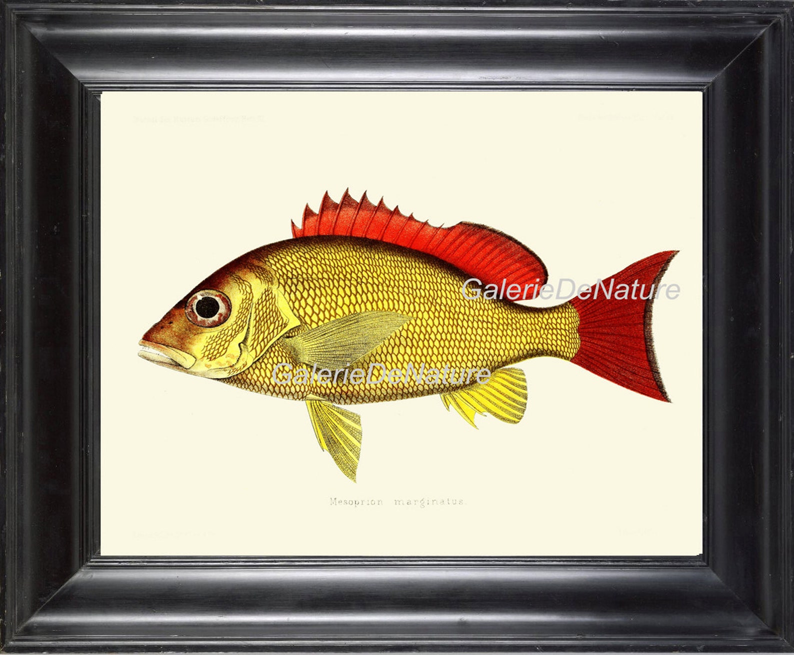 FISH PRINT Art F 13 4x6 5x7 8x10 11x14 Beautiful Large | Etsy