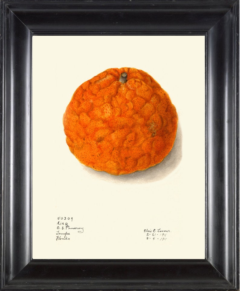 Botanical Mandarin Tangerine Art Print US18 Beautiful Large | Etsy