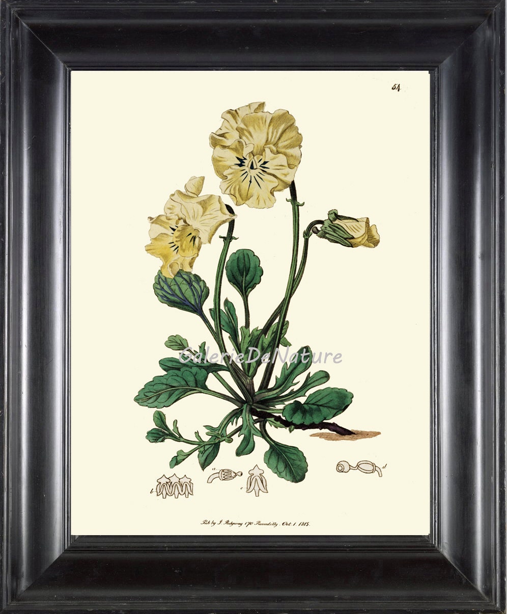 BOTANICAL PRINT Art ED20 Beautiful Yellow Viola Flower Plant | Etsy