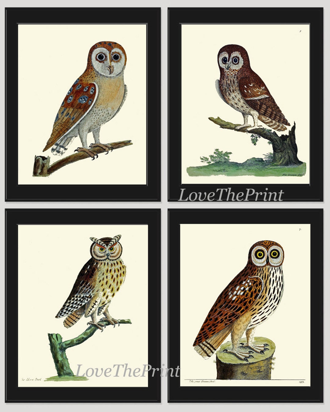 Owl Wall Art Print Set of 4 Beautiful Antique Green Nature Beautiful ...