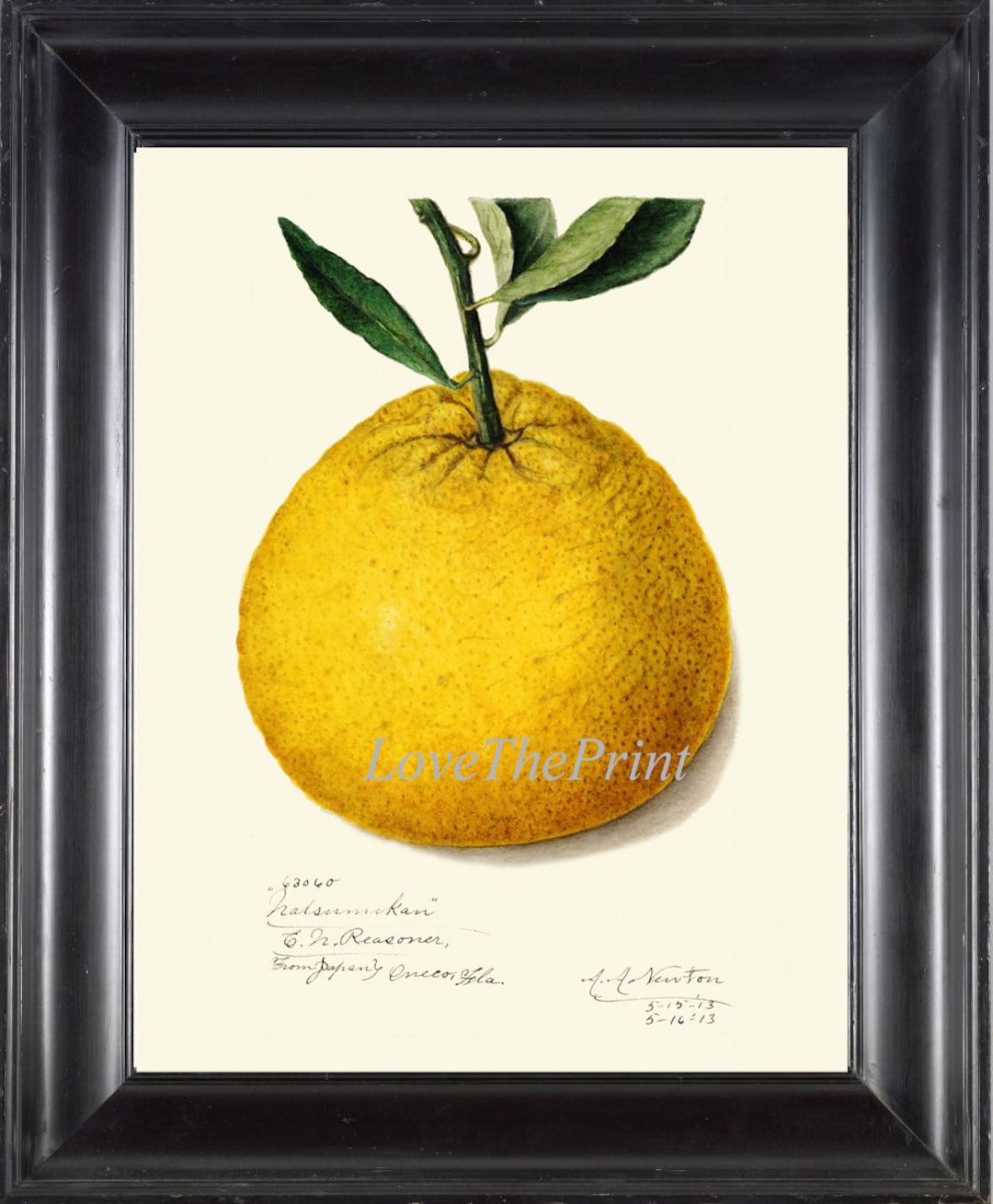 Grapefruit Print US29 Beautiful Large Antique Botanical Illustration ...
