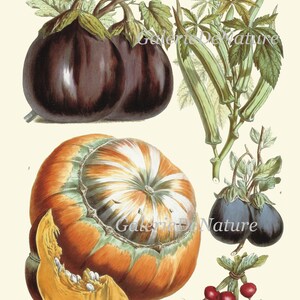 Vegetable Print Set of 9 Wall Art Beautiful Antique French Garden ...