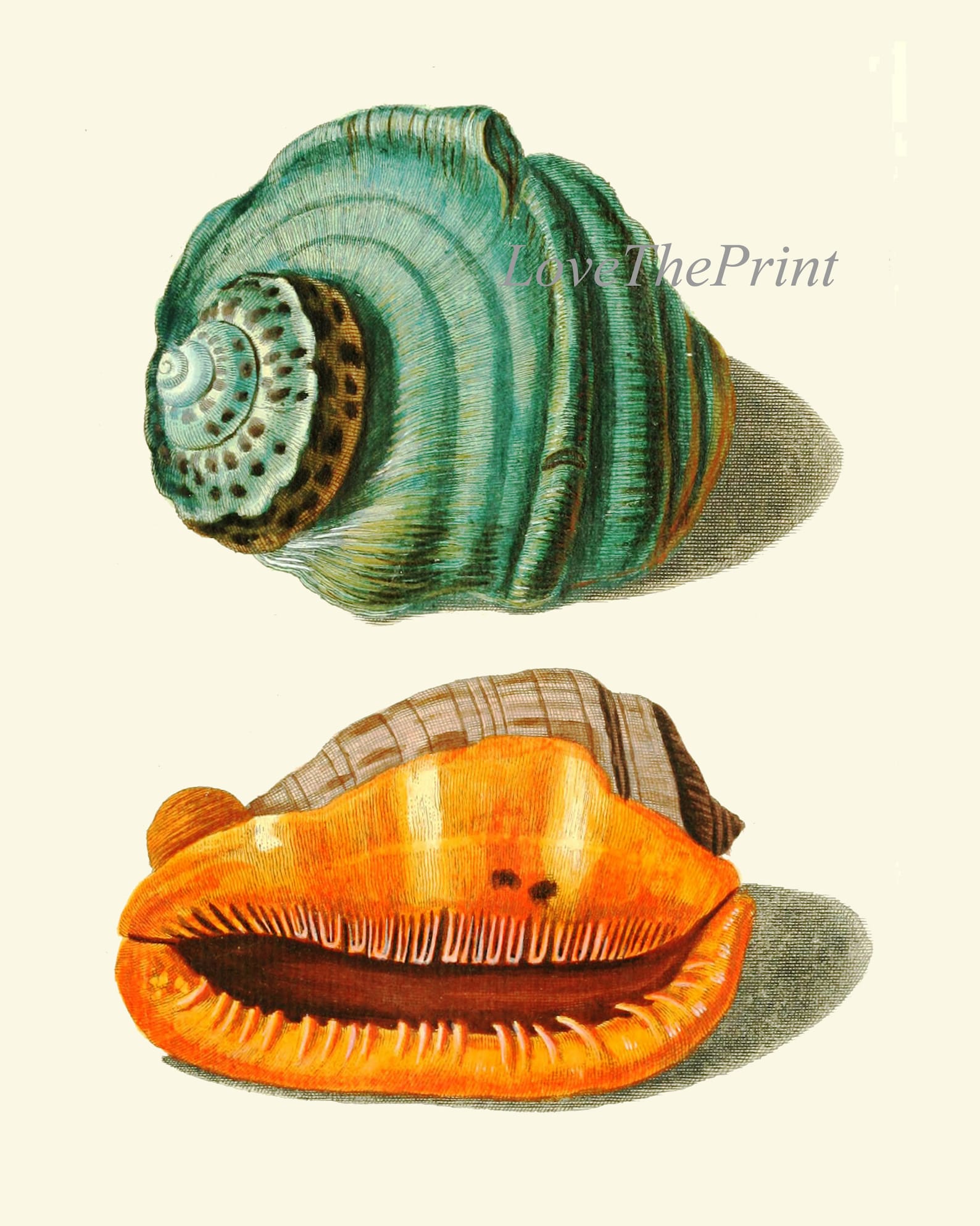 Aqua Turquoise Seashell Print Wall Art KG37 Beautiful Antique Blue ...