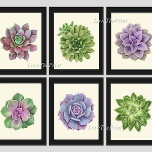 Succulent Plant PRINT SET of 6 Botanical Art Beautiful Zen Garden ...
