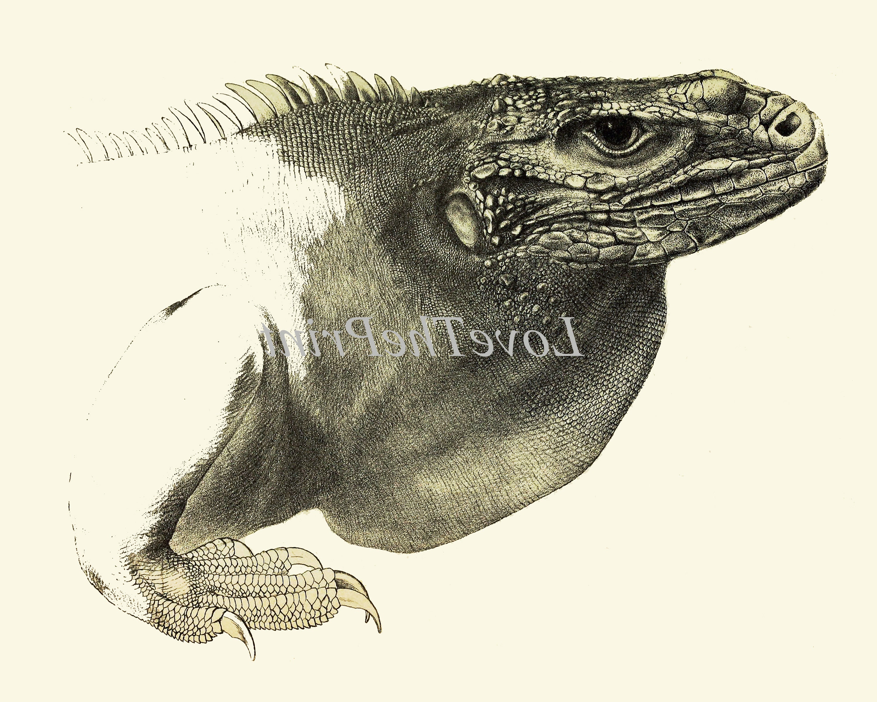 Iguana Print Set of 2 Beautiful Lizards Pet Tropical Nature ...