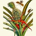 Pineapple Tropical Wall Art Set of 3 Prints Beautiful Antique Vintage ...