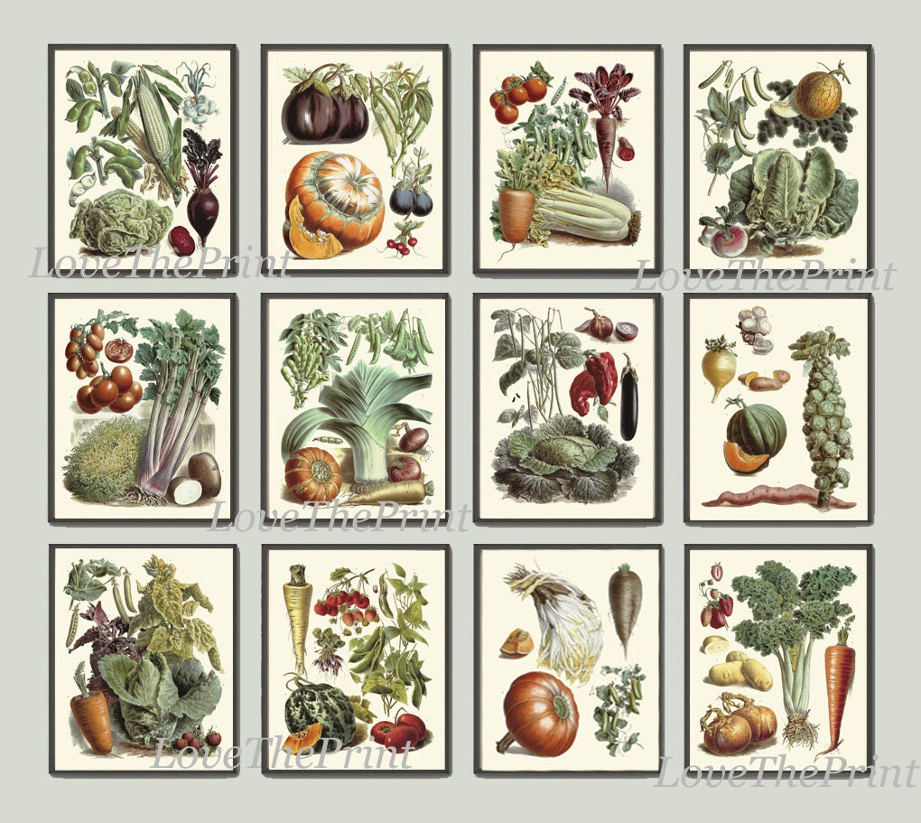 Vegetable Print Set of 12 Wall Art Beautiful Antique French | Etsy