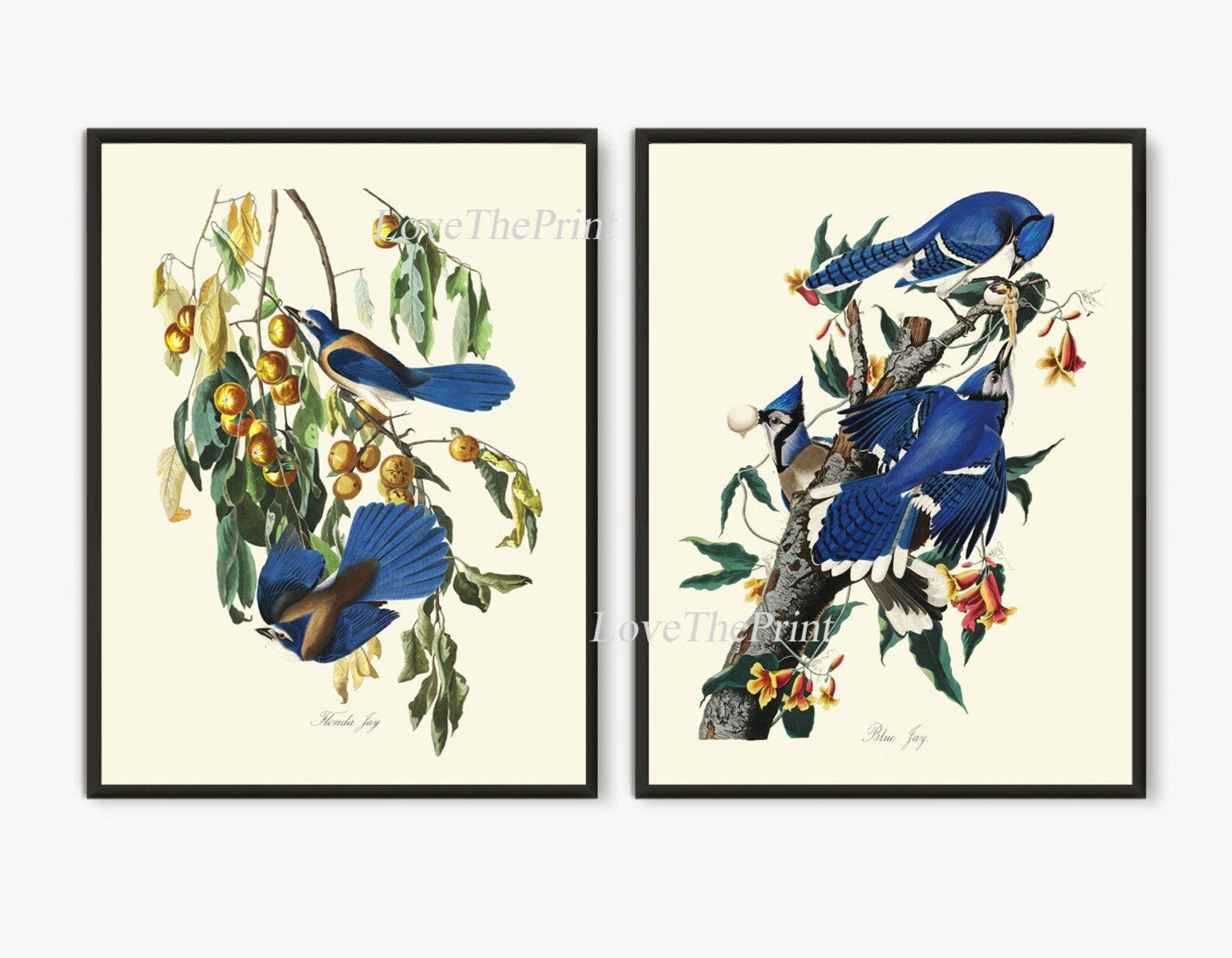Audubon Blue Jay Birds Print Set of 2 Beautiful Florida and - Etsy