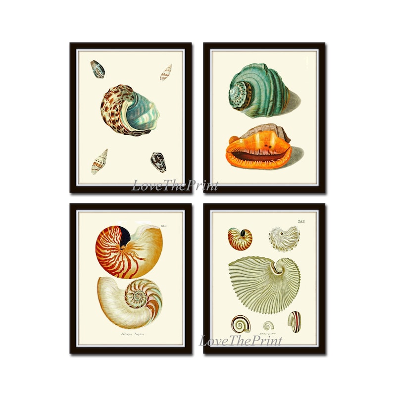 Sea Shell Print - Etsy