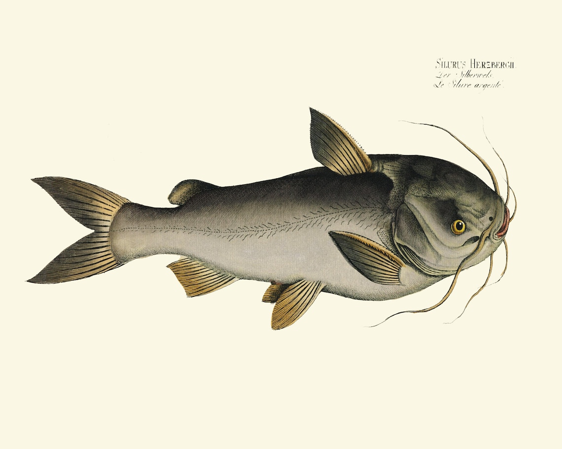 Catfish Fish Print Set of 2 Beautiful Antique Vintage Lake - Etsy