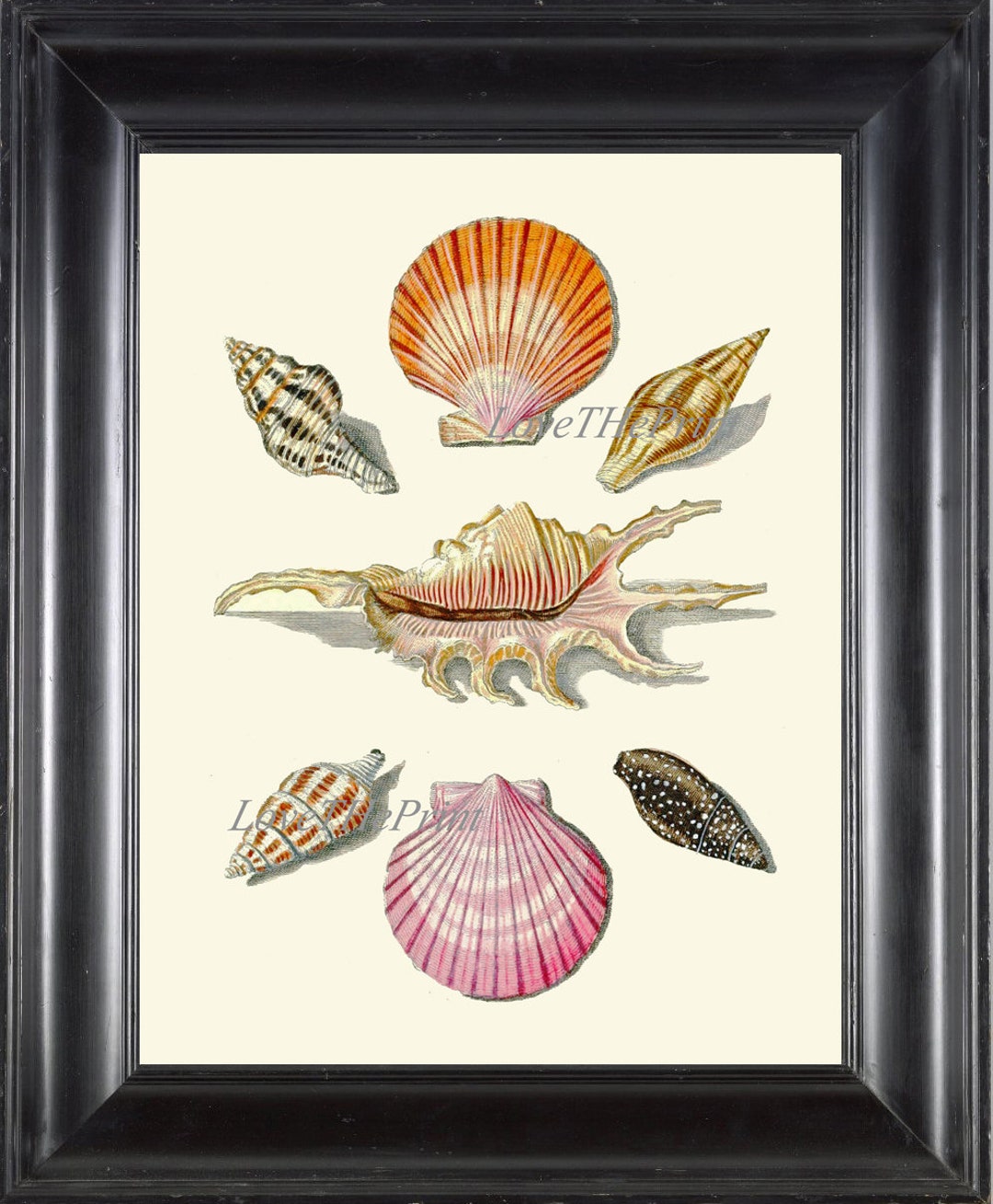 Pink Seashell Print Wall Art KG32 Beautiful Antique Sea Shell Ocean ...