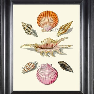 Pink Seashell Print Wall Art KG32 Beautiful Antique Sea Shell Ocean ...