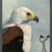 Eagle Print Art 4 Prints African Sea Bateleur Tawn Eagle Forest Country ...