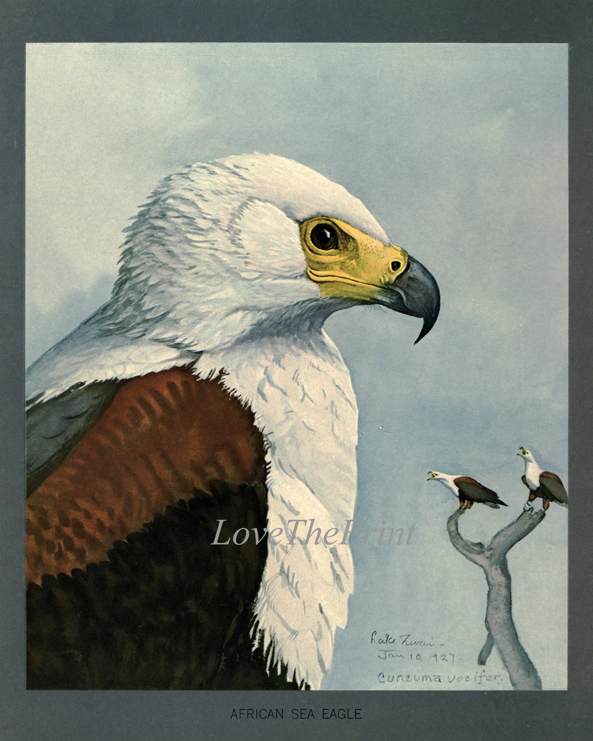 Eagle Print Art 4 Prints African Sea Bateleur Tawn Eagle Forest Country ...