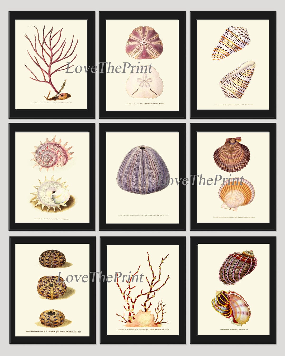 Seashell Sea Shell Coral Sand Dollar Urchin Clam Art Print Set of 9 ...