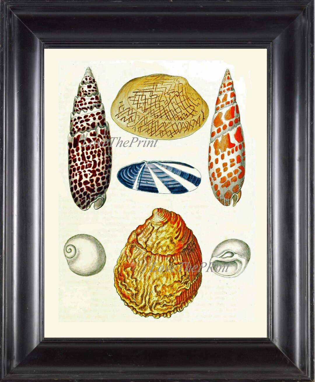 Blue Colorful Seashell Print Wall Art KG6 Beautiful Antique ...