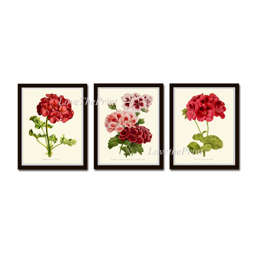 Red Pink Geranium Flower Plant Print Set of 3 Prints Beautiful Spring ...