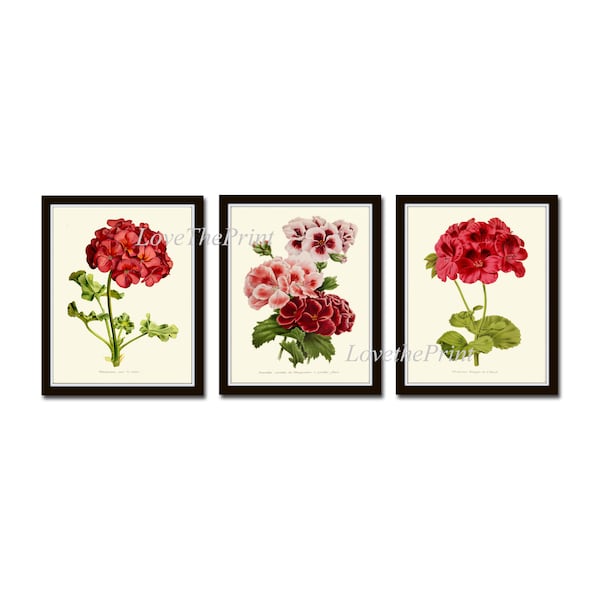 Geranium Print - Etsy