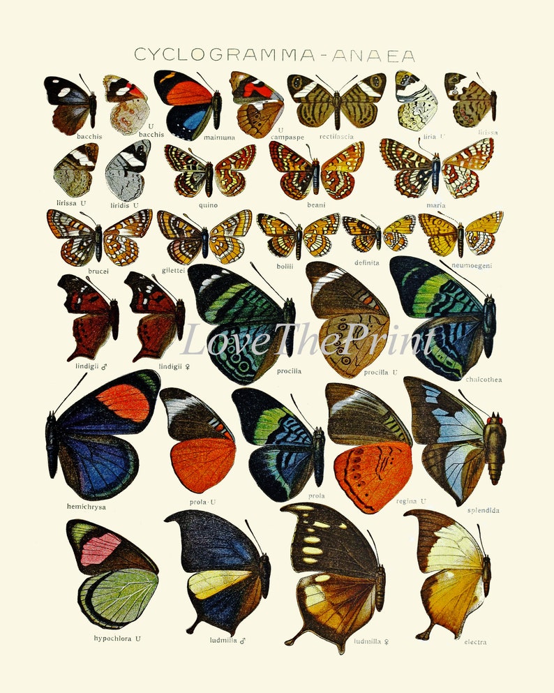 Beautiful Butterflies Chart PRINT SET of 6 Antique Vintage Butterfly ...