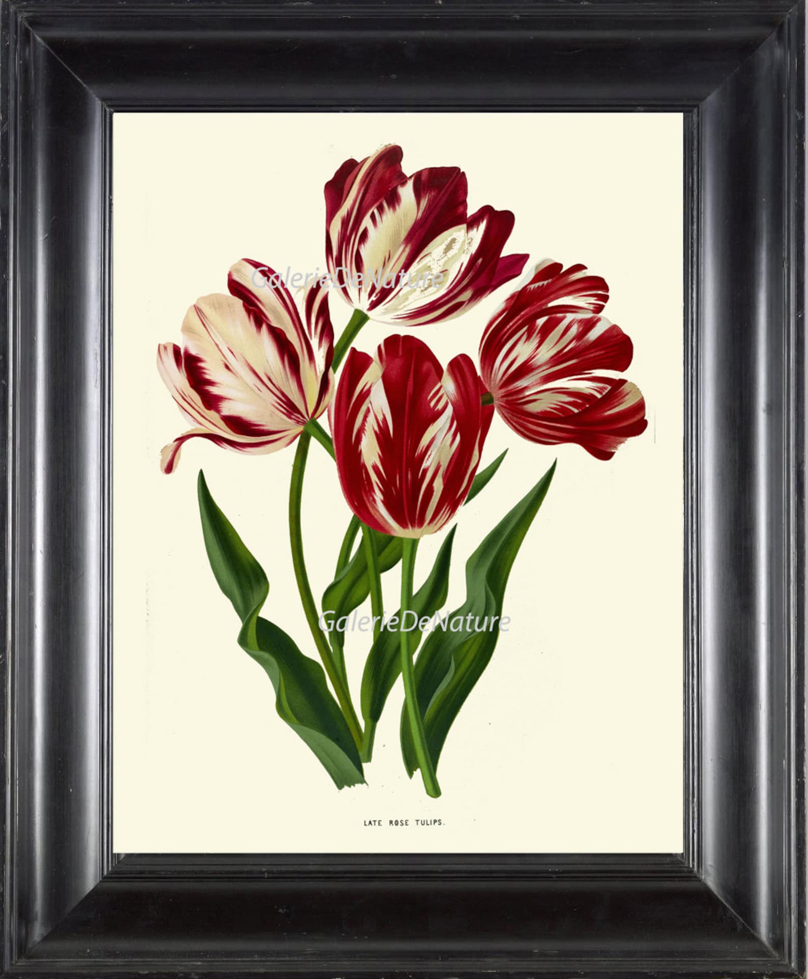 BOTANICAL PRINT Flower Art AE70 4x6 5x7 8x10 11x14 Beautiful Tulip ...