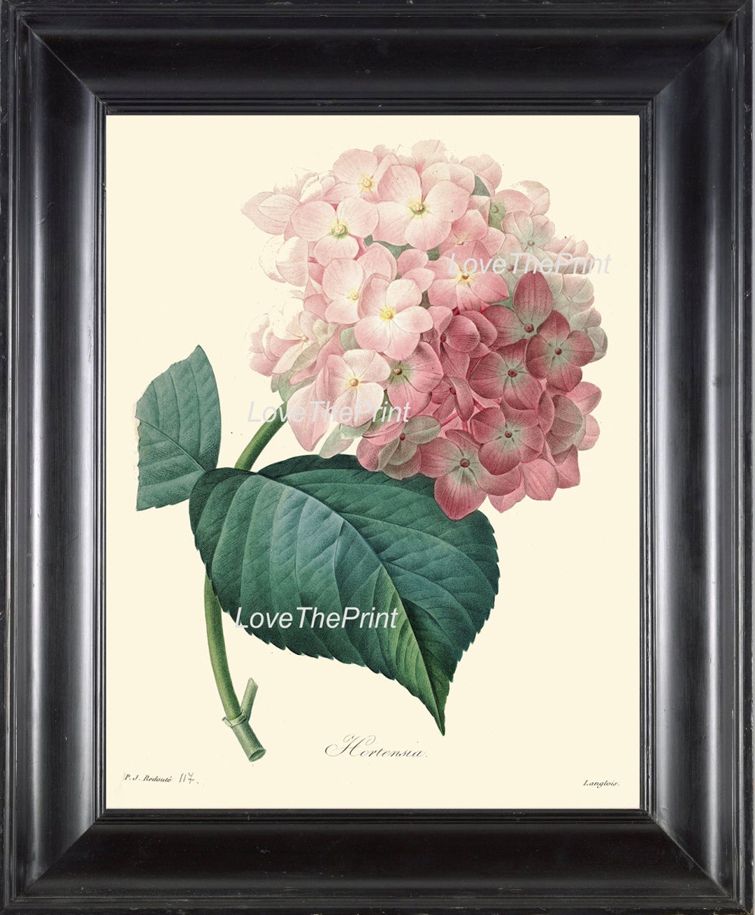 Botanical Art Print R289 Beautiful Antique Pink Hydrangea Spring Summer ...