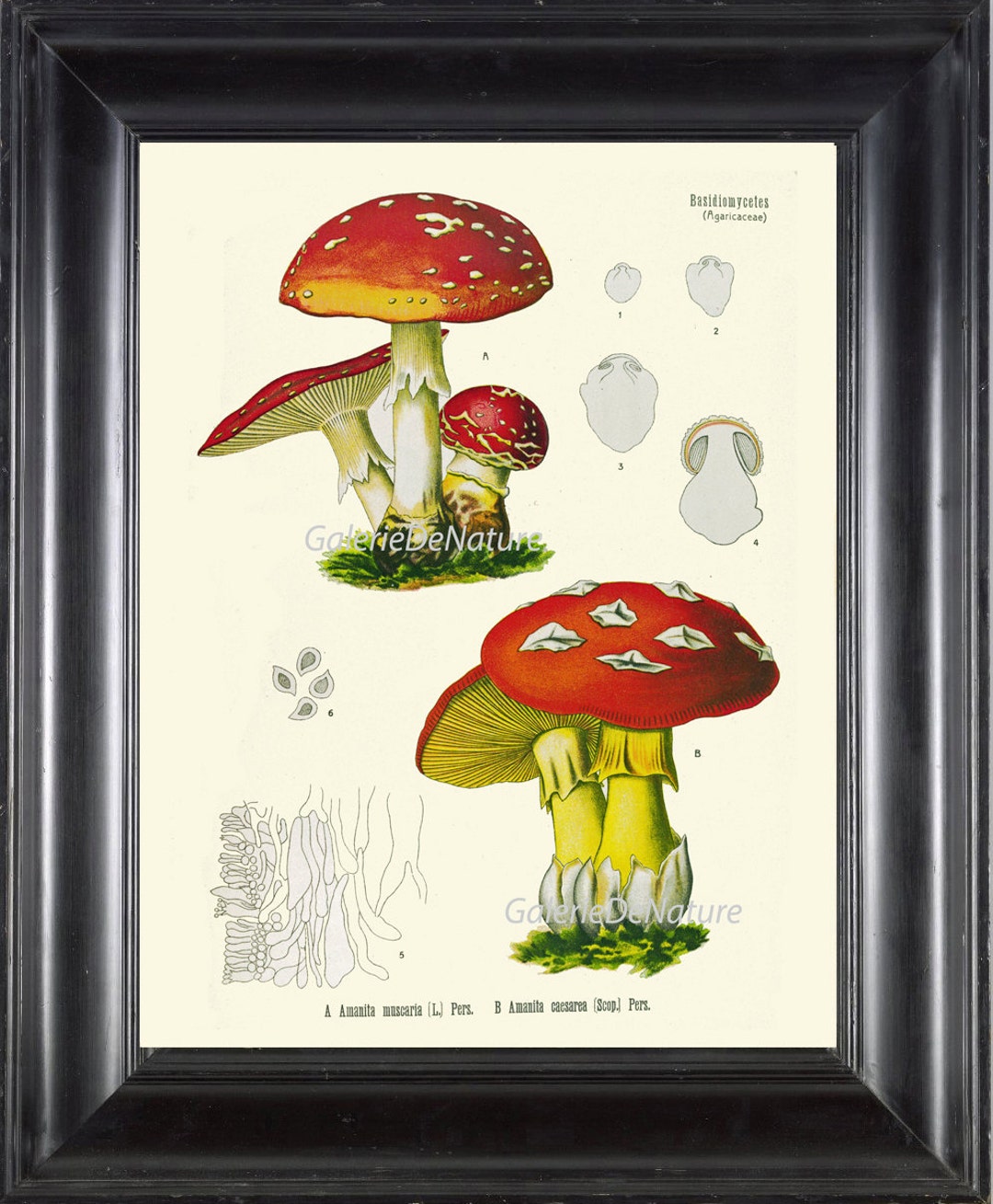 Mushroom Print Botanical Art 268 Kohler 4x6 5x7 8x10 11x14 Beautiful ...