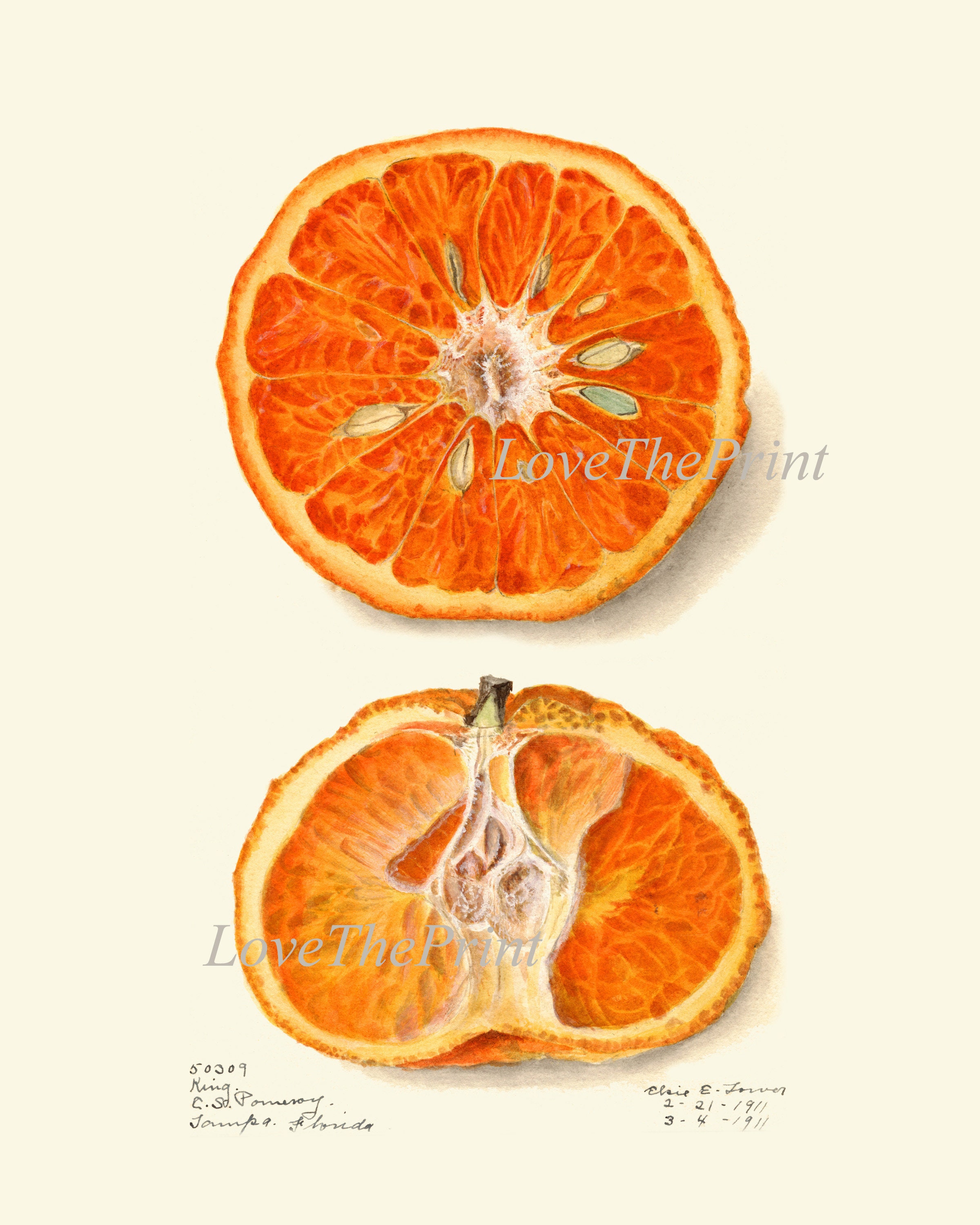 Orange Tangerine Art Print US19 Beautiful Large Antique Tropical ...