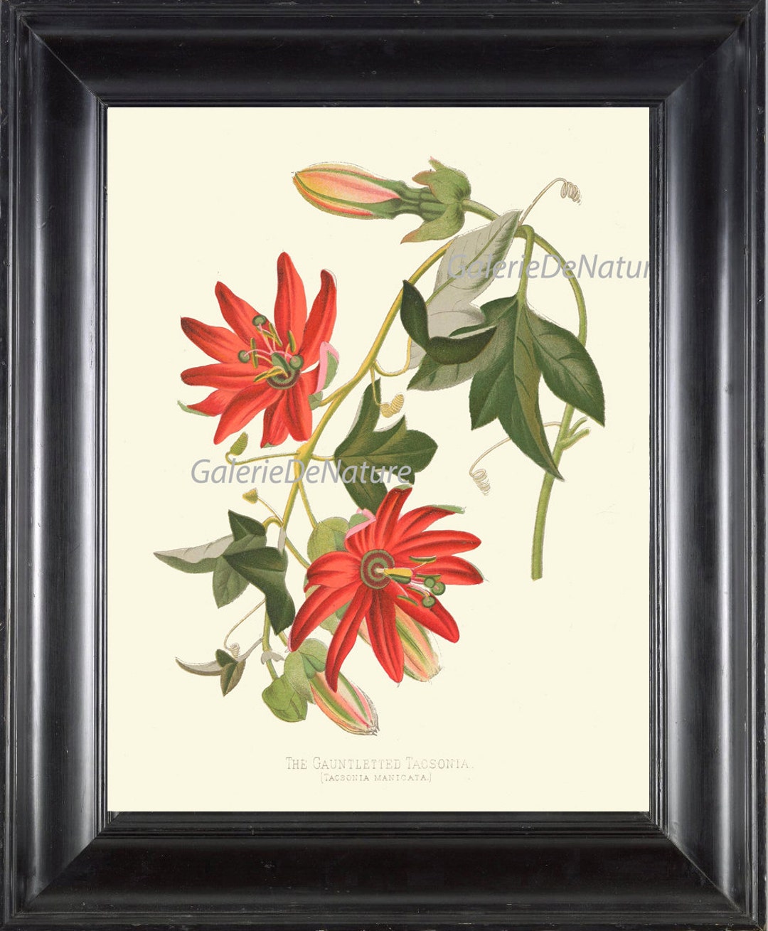 BOTANICAL PRINT Flower Art P18 Beautiful Tacsonia Passion Flower ...