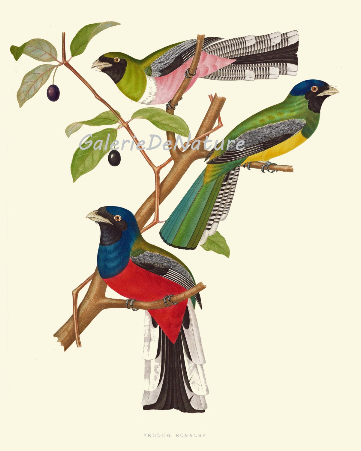 Bird Print D8 Art 4x6 5x7 8x10 11x14 Collared Trogon Beautiful - Etsy