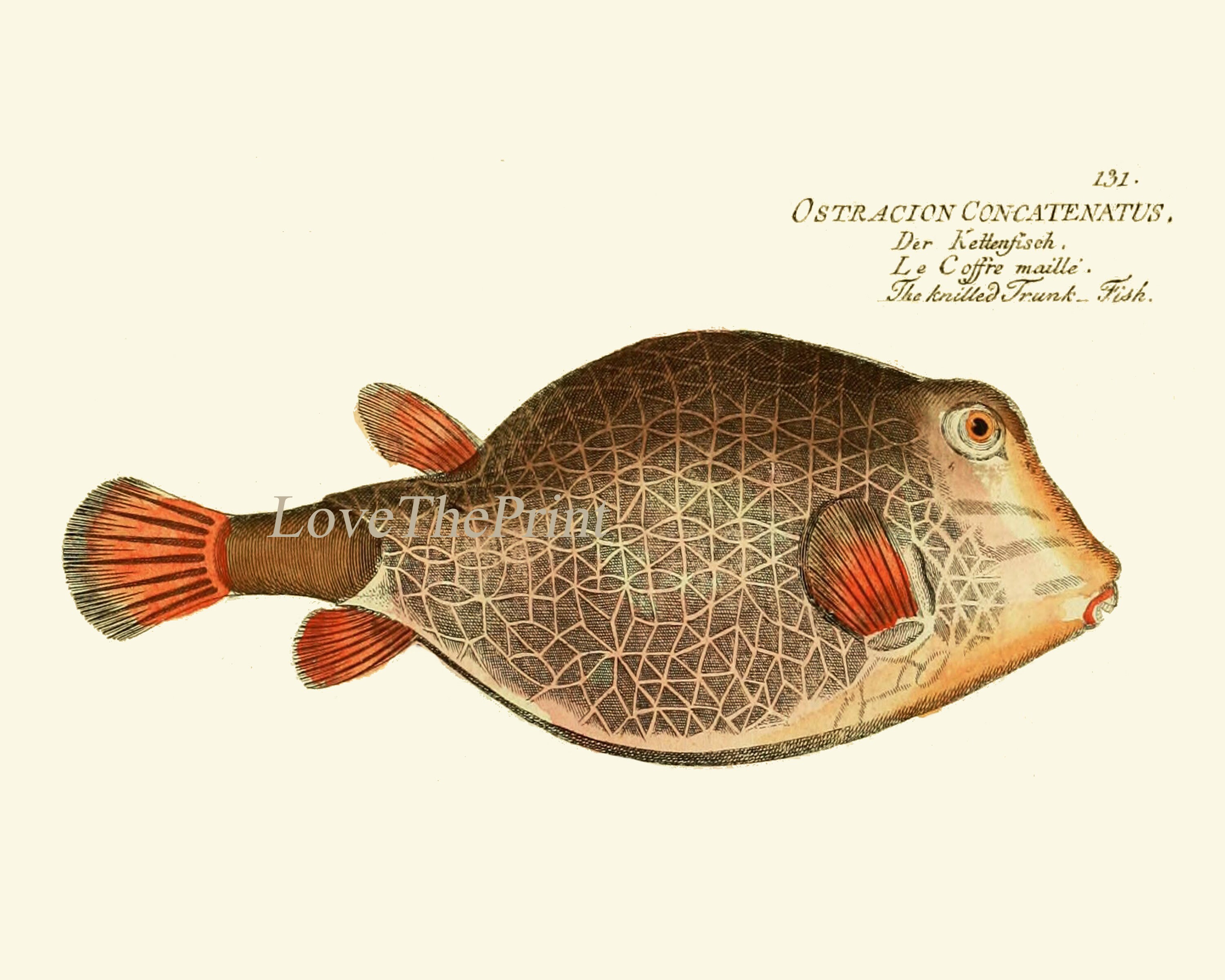 Bathroom Wall Art Fish Print Set of 4 Prints Beautiful - Etsy