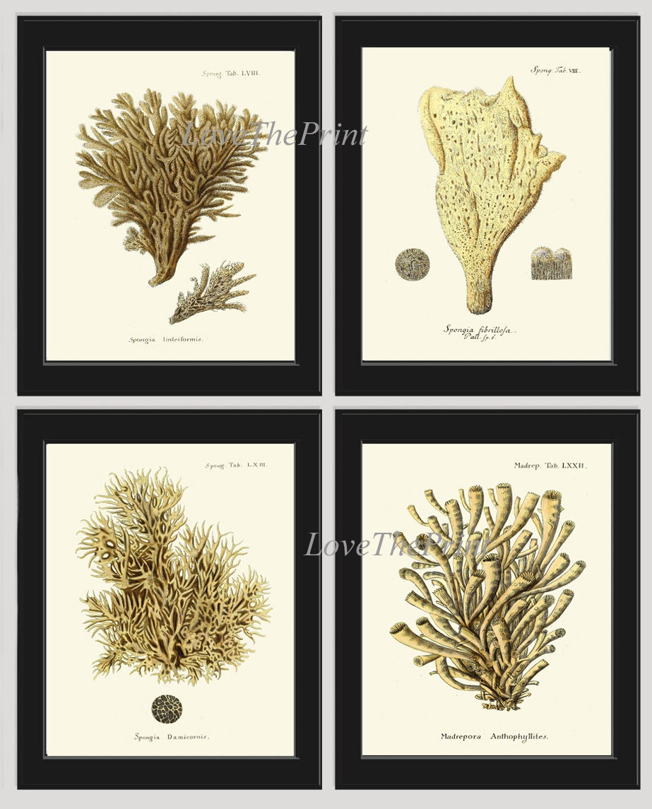 Coral Print Wall Art Set of 4 Prints Beautiful Antique Vintage | Etsy