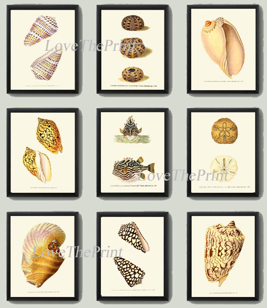 Seashell Sea Shell Art Print Set of 9 Antique Beautiful Ocean Sea ...