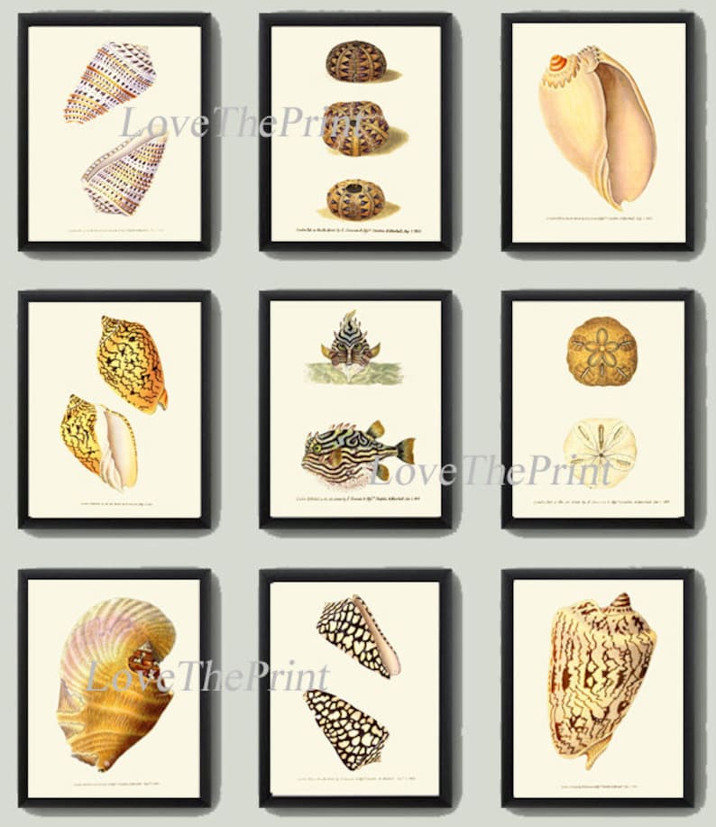 Seashell Sea Shell Art Print Set of 9 Antique Beautiful Ocean - Etsy