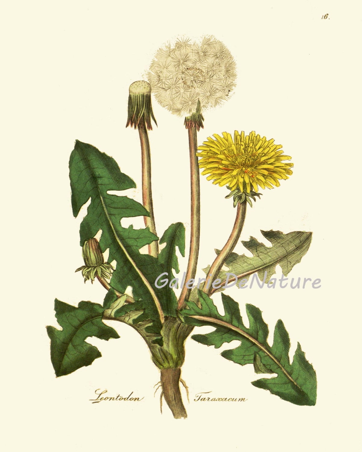 Botanical Art Print H6 Beautiful Antique Large Dandelion - Etsy